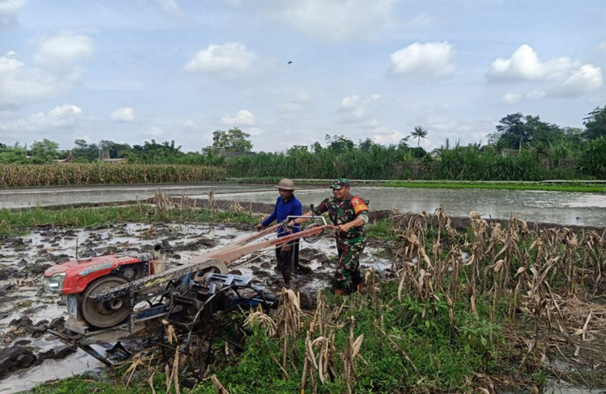 Percepat Masa Tanam, Babinsa Sumberingin Bantu Siapkan Lahan Tanam Padi ...